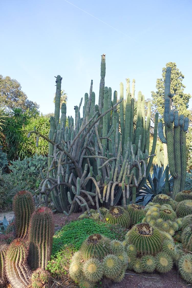 Cactussen: alles wat je wil weten - Gardeners World
