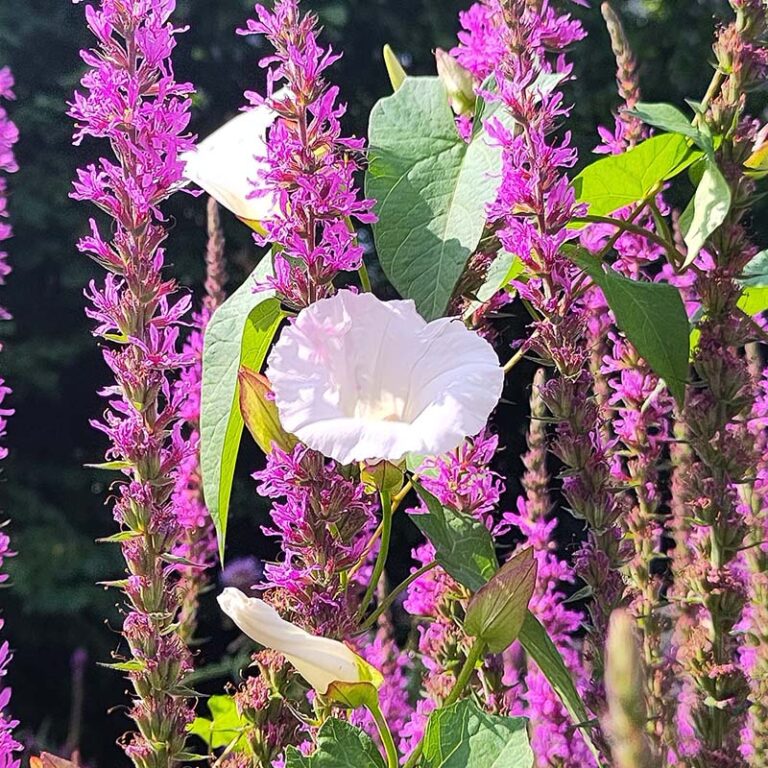 Haagwinde bestrijden: dit zijn de beste tips - Gardeners World