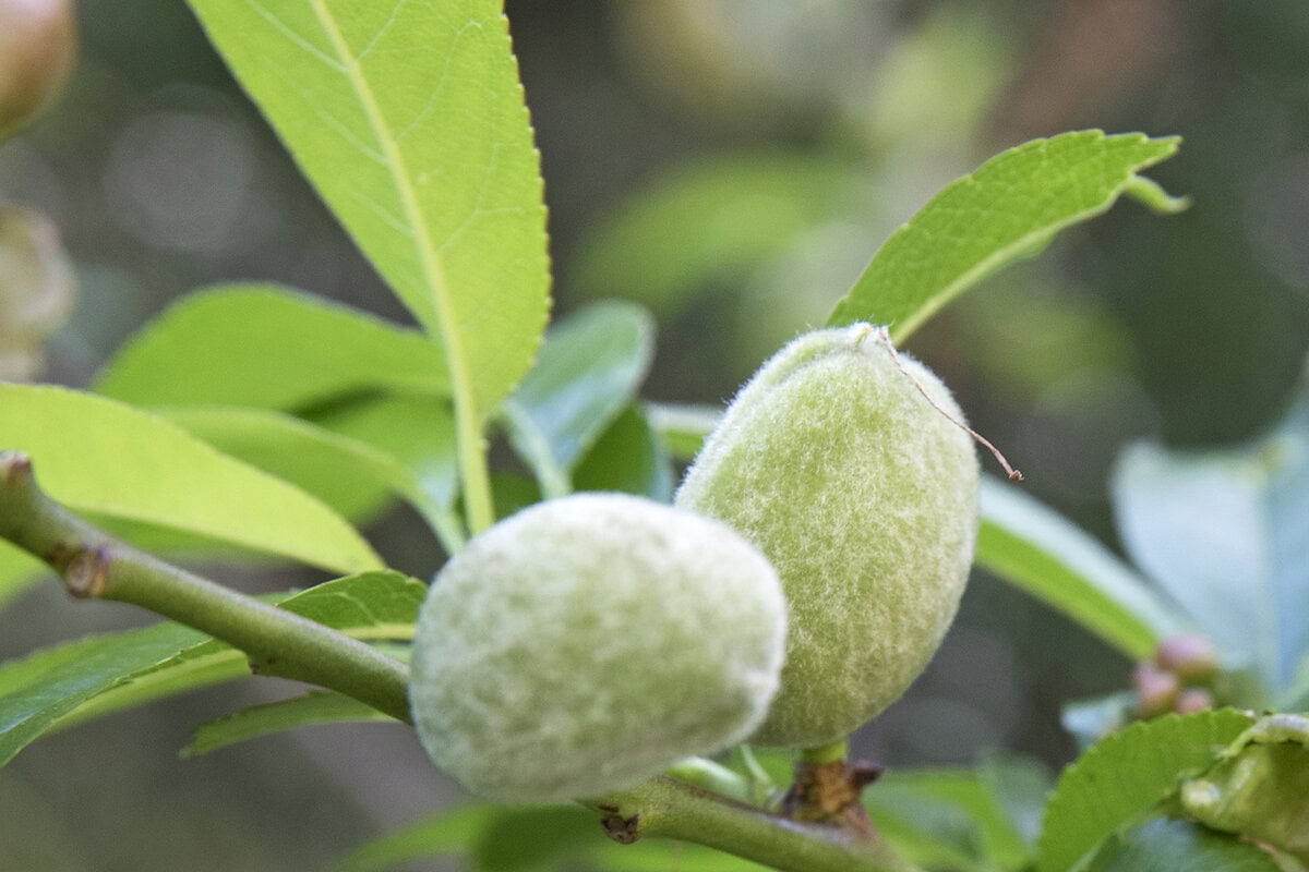 Een amandelboom planten en verzorgen, zo doe je dat - Gardeners World
