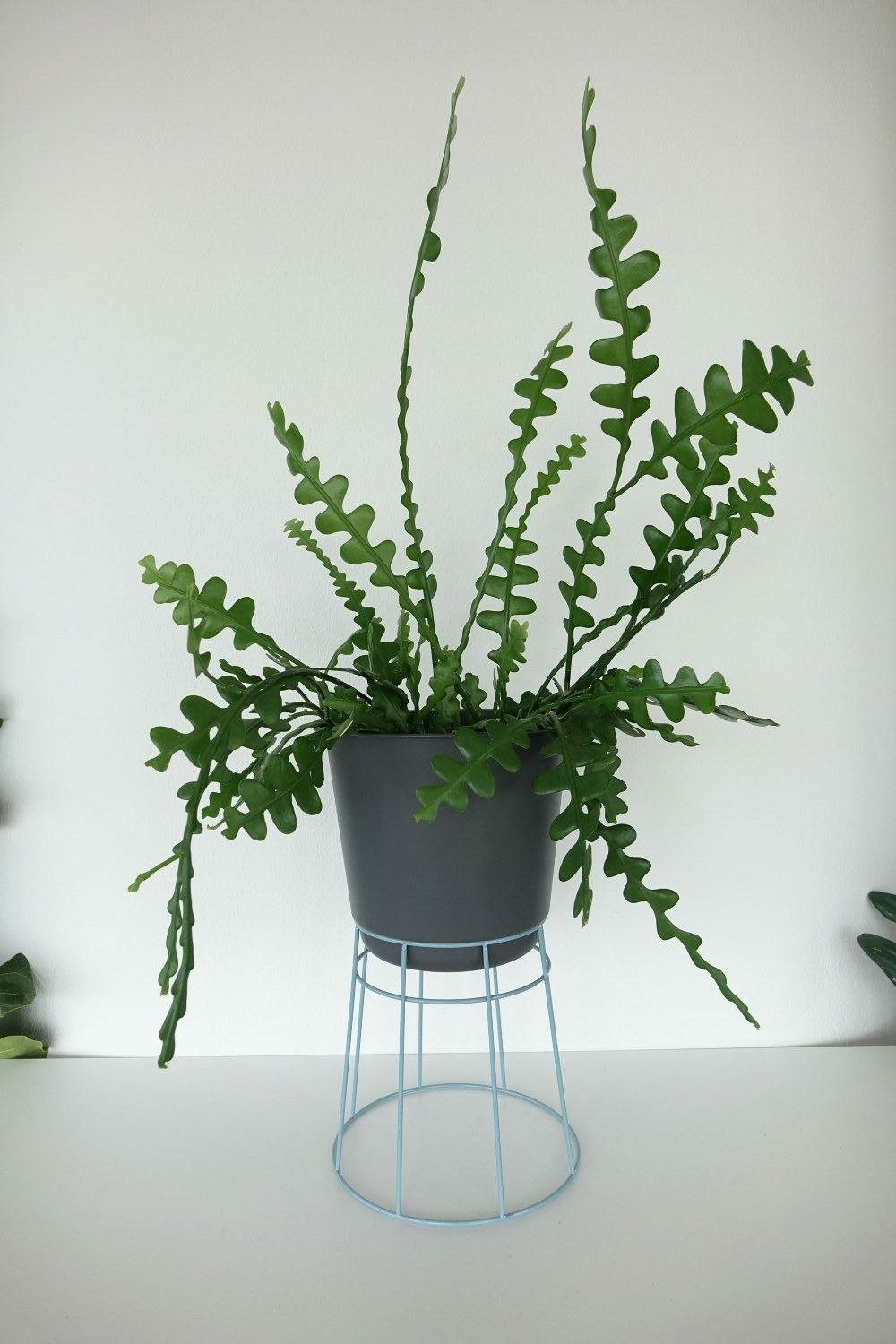 Cactussen: alles wat je wil weten - Gardeners World