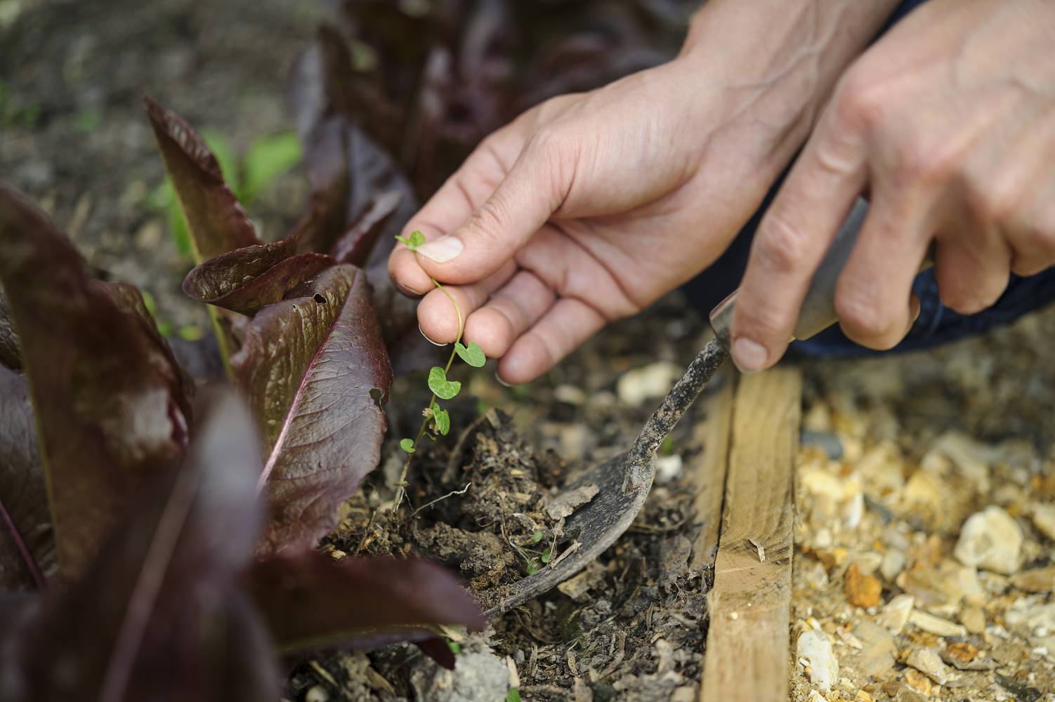 Haagwinde bestrijden: dit zijn de beste tips - Gardeners World