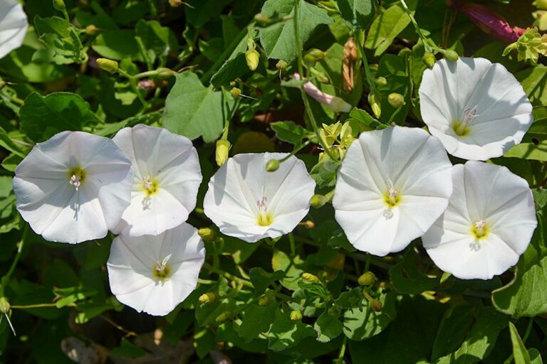Haagwinde bestrijden: dit zijn de beste tips - Gardeners World