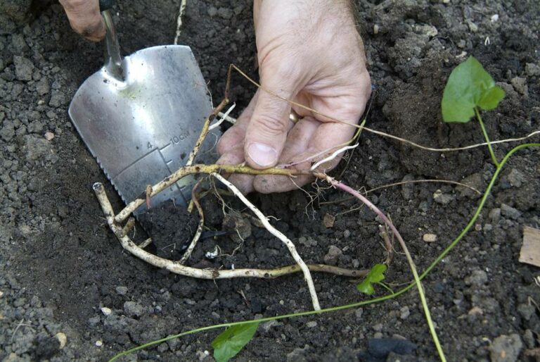 Haagwinde bestrijden: dit zijn de beste tips - Gardeners World