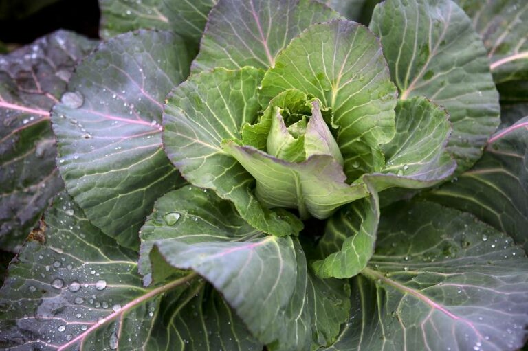 Spitskool kweken: zo doe je dat (en wanneer) - Gardeners World