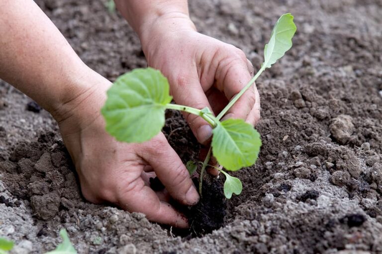 Spitskool kweken: zo doe je dat (en wanneer) - Gardeners World