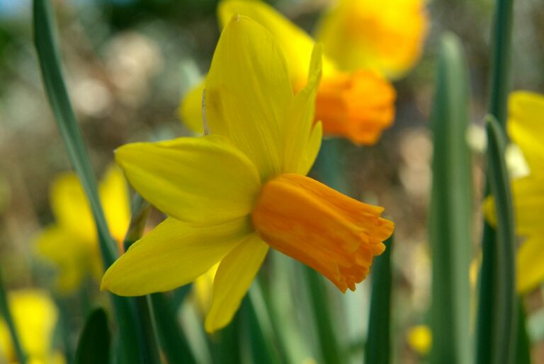 Narcissen planten: zo pak je dat aan - Gardeners World