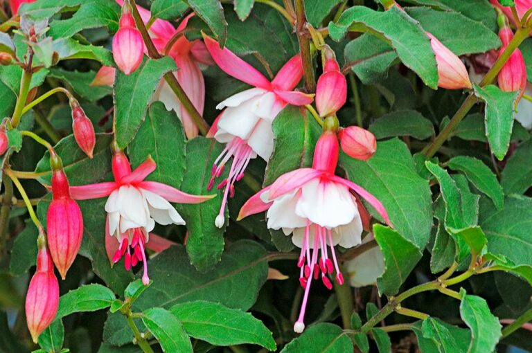 Fuchsia: snoeien, stekken, overwinteren en meer - Gardeners World