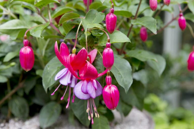 Winterharde fuchsia soorten: dit zijn de allermooiste! - Gardeners World