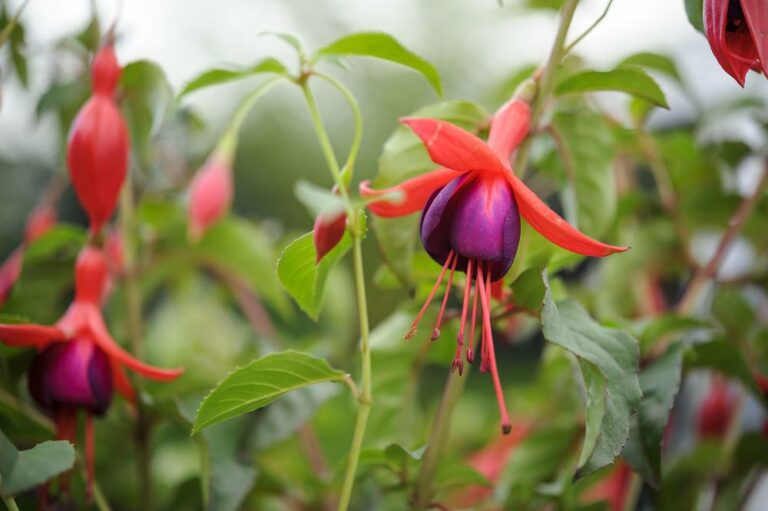 Winterharde fuchsia soorten: dit zijn de allermooiste! - Gardeners World