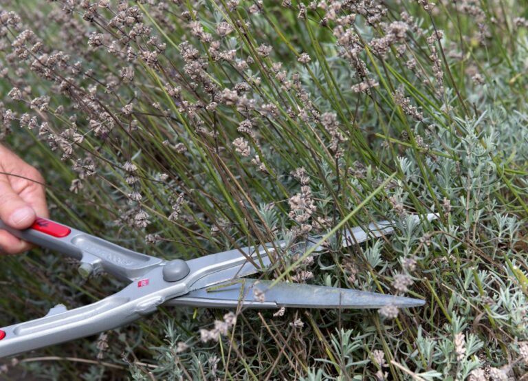 Lavendel snoeien: wanneer en hoe doe je dat? - Gardeners World