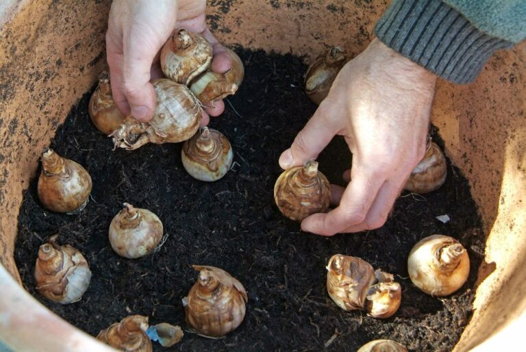 Narcis planten, vermeerderen en verzorgen - Gardeners World
