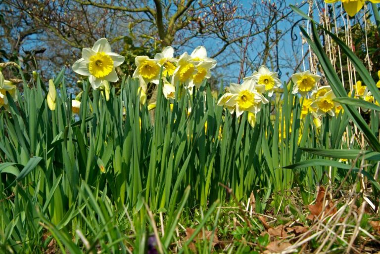 Narcis planten, vermeerderen en verzorgen - Gardeners World