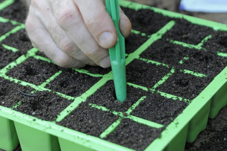 Groenten zaaien in december: kan dat echt nú al? - Gardeners World