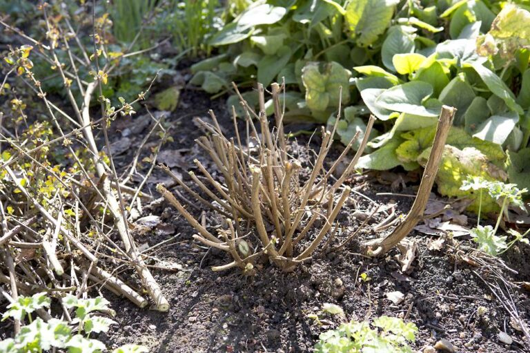 Fuchsia: planten, verzorgen, stekken, overwinteren en meer - Gardeners ...