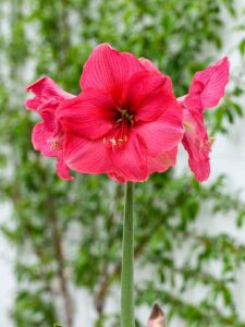 Amaryllis (Hippeastrum): dit zijn de feestelijkste soorten - Gardeners ...