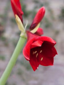 Dit zijn de mooiste soorten amaryllis (Hippeastrum) - Gardeners World