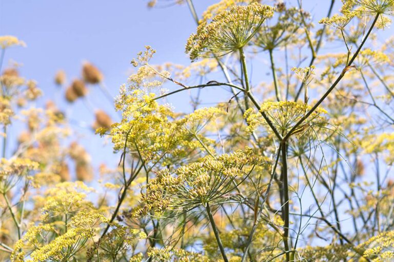 Geneeskrachtige kruiden die je zelf kunt kweken - Gardeners World