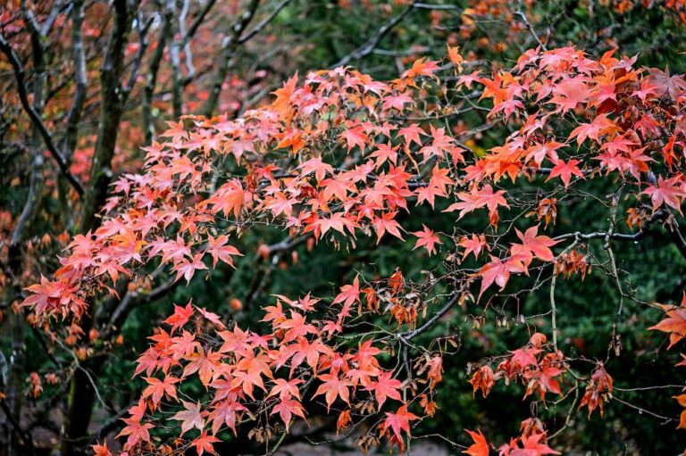 10 onmisbare planten voor een Japanse tuin - Gardeners World