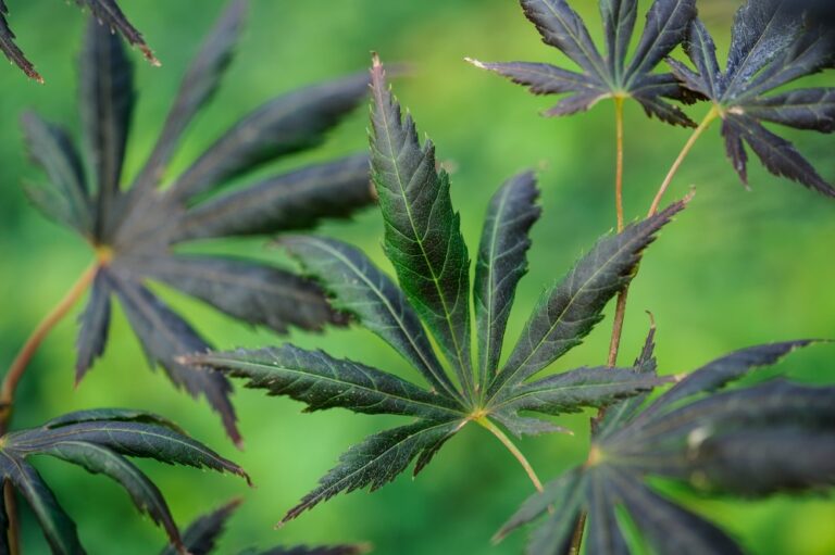 Japanse esdoorn (Acer palmatum): verzorging en tips