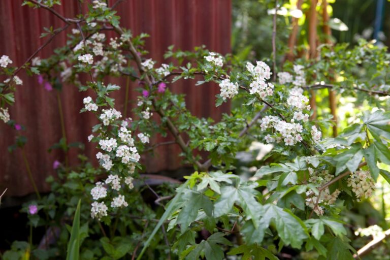 5 perfecte planten voor een inheemse heg