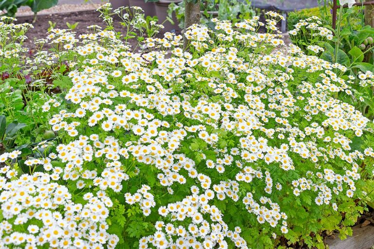 Geneeskrachtige kruiden die je zelf kunt kweken - Gardeners World