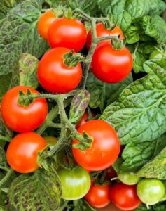 14 van de lekkerste tomatenrassen om zelf te kweken - Gardeners World