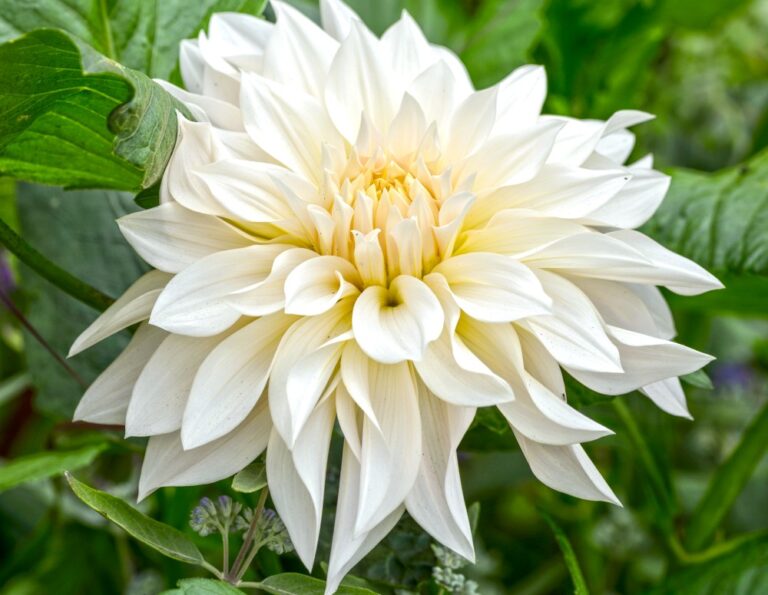 Dahlia's: planten, voortrekken, overwinteren, toppen