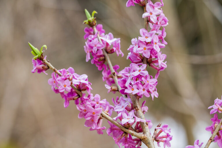 Bomen en struiken die bloeien in februari: de mooiste soorten ...