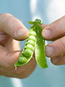 Erwten: zaaien, kweken en oogsten - Gardeners World