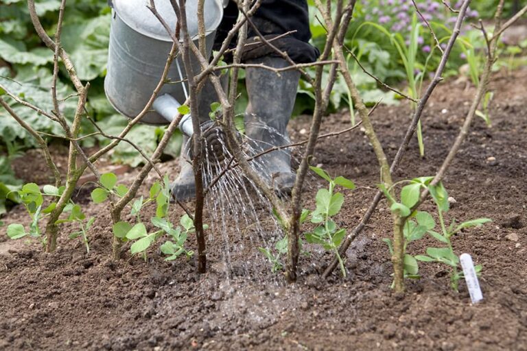 Erwten: zaaien, kweken en oogsten - Gardeners World