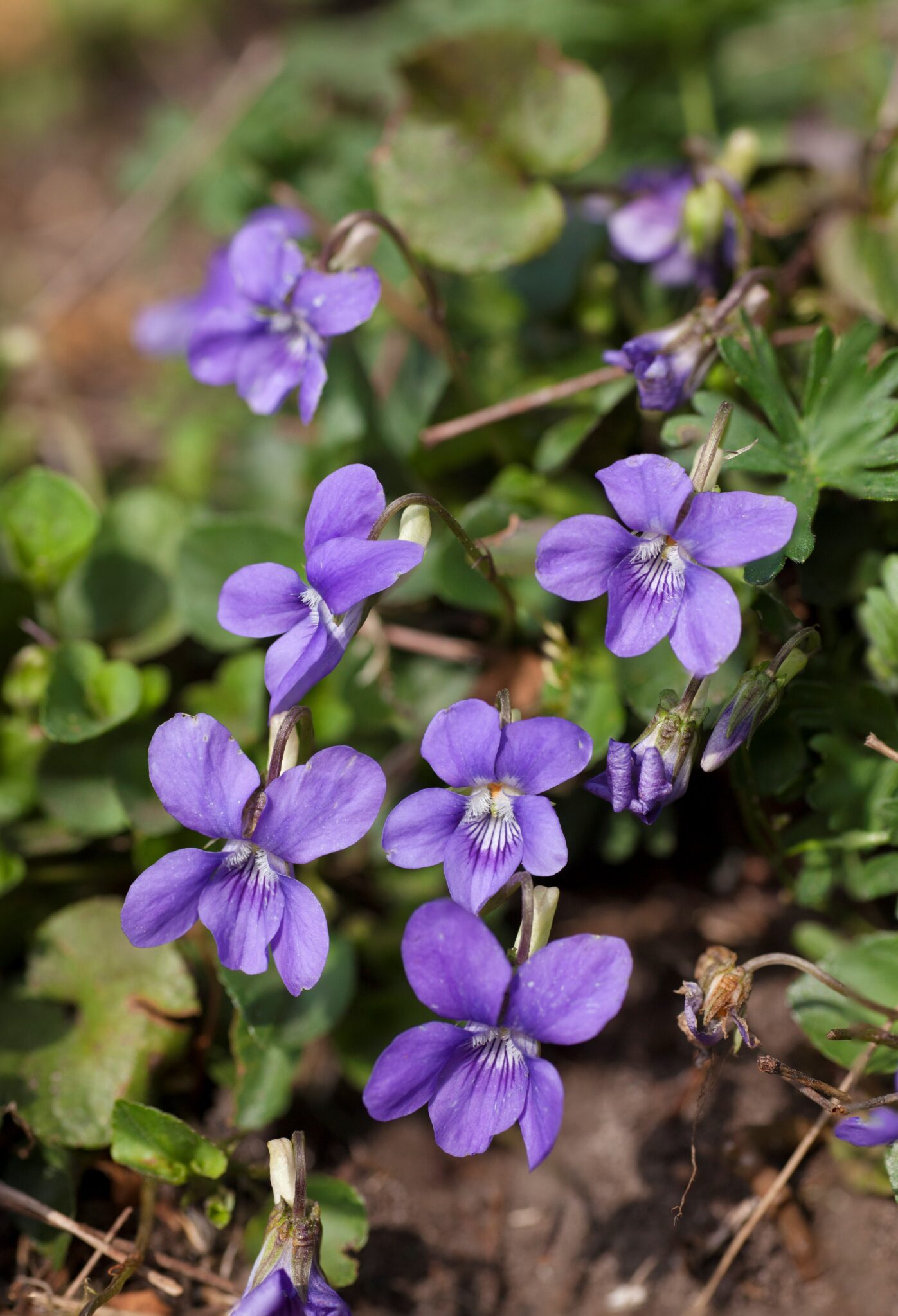 Maarts viooltje (viola odorata)