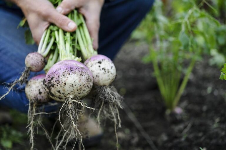 Bespaartip: groenten met een grote opbrengst - Gardeners World