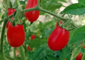 14 van de lekkerste tomatenrassen om zelf te kweken - Gardeners World