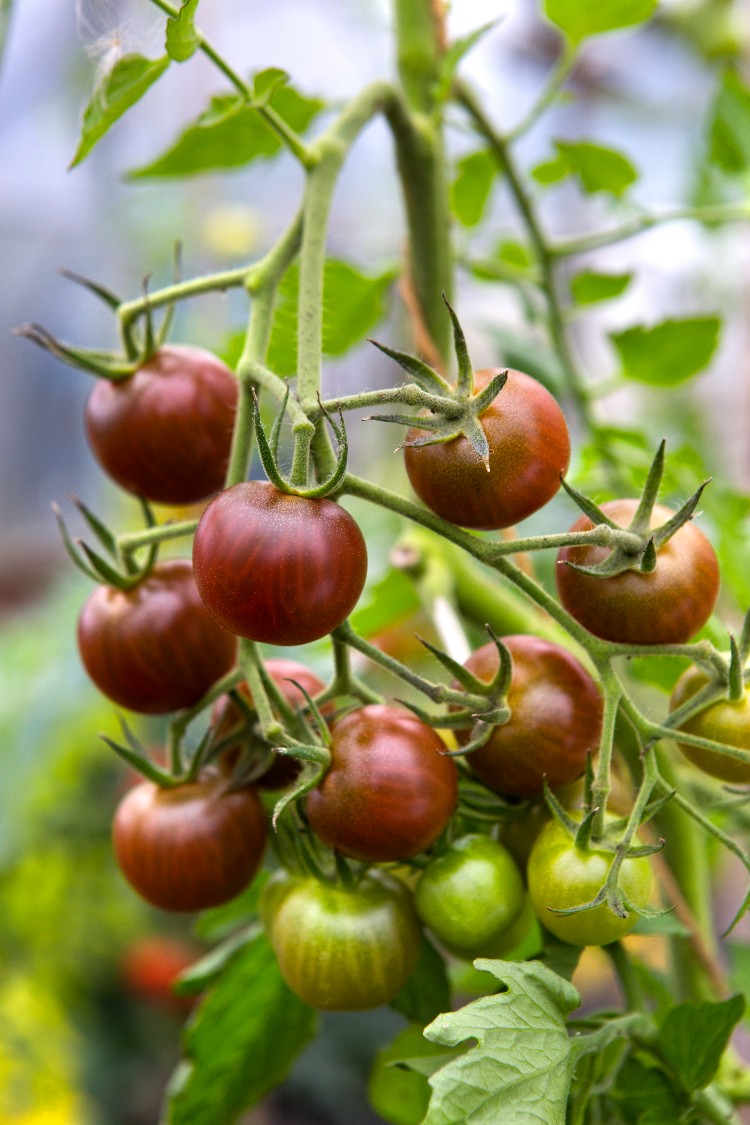 14 van de lekkerste tomatenrassen om zelf te kweken - Gardeners World