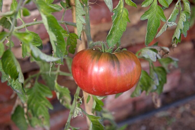 Tomaten zaaien voor beginners: volg dit stappenplan - Gardeners World