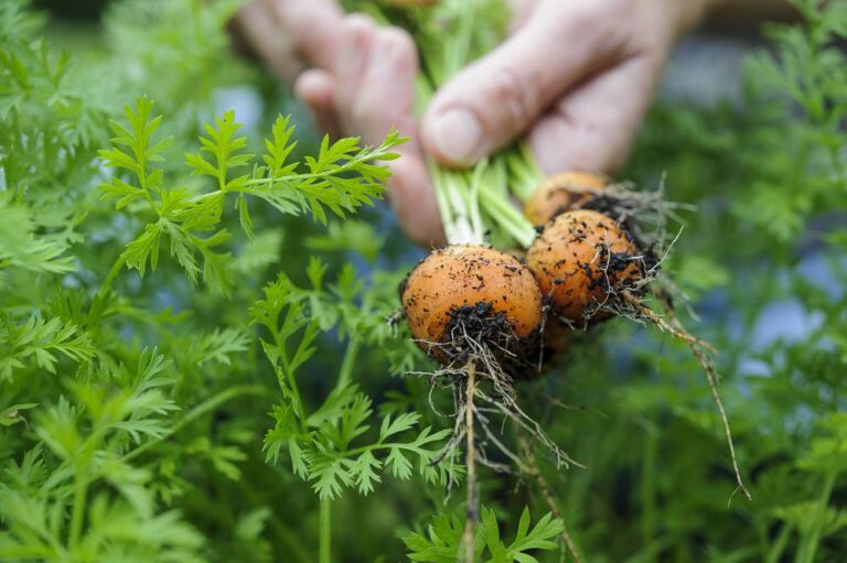 Razendsnel oogsten? Dit zijn de 20 snelst groeiende groenten ...