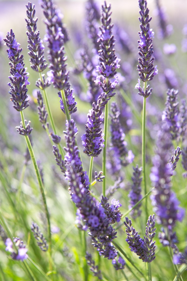 Lavendel: verzorging, standplaats en meer