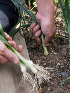 Bosui zaaien: zo kun je bosui kweken van zaadje tot smaakmaker ...