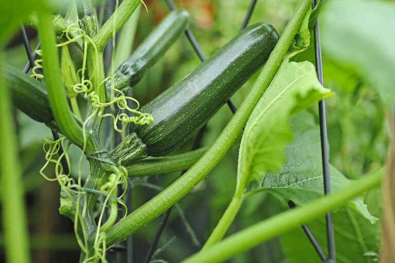 Dit is waarom je courgettes rotten aan de plant - Gardeners World