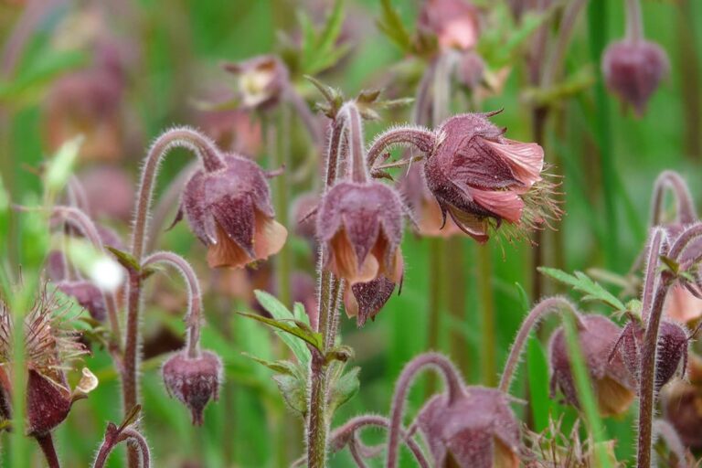 De 15 beste inheemse vijverplanten voor je vijver - Gardeners World