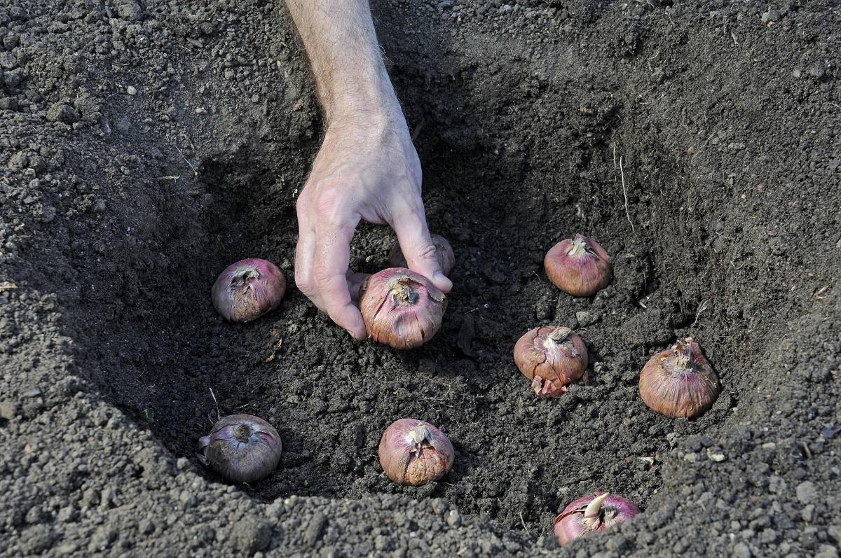 Gladiolen planten: wanneer en hoe doe je dat? - Gardeners World