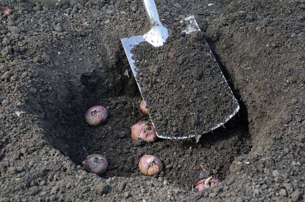 Gladiolen planten: wanneer en hoe doe je dat? - Gardeners World