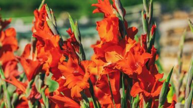 Ranonkels planten: zo doe je dat - Gardeners World