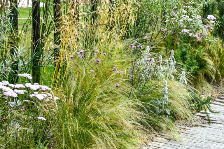 Dit zijn de beste planten voor een grindtuin - Gardeners World