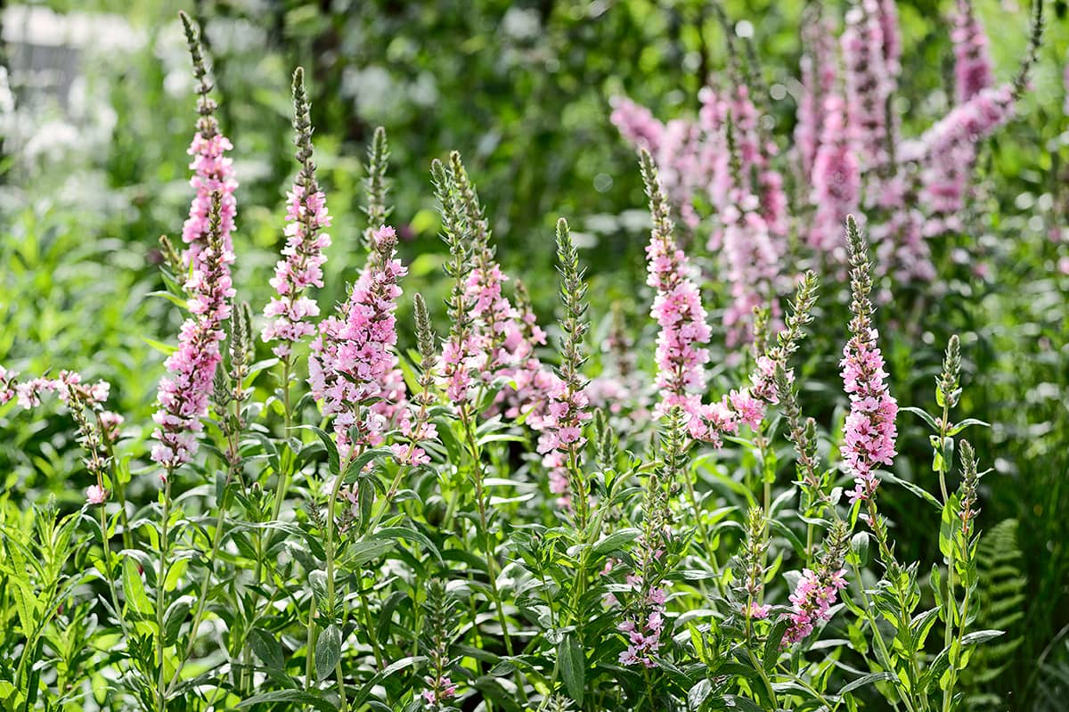 De 15 beste inheemse vijverplanten voor je vijver - Gardeners World