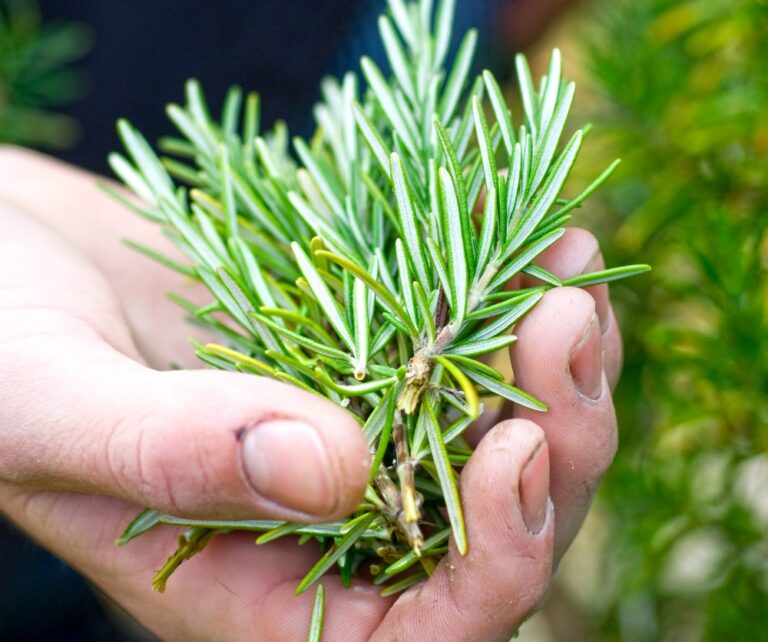 Rozemarijn kweken, planten & stekken - Gardeners World