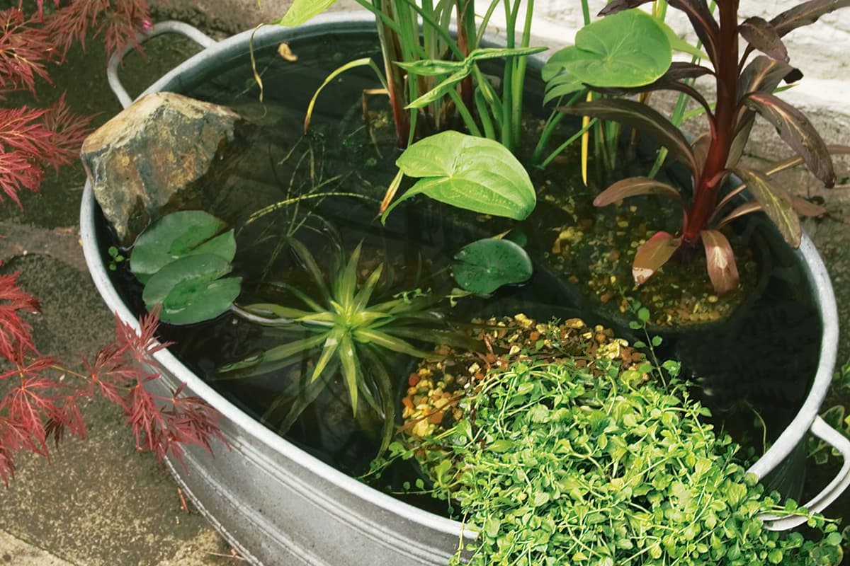 De 15 beste inheemse vijverplanten voor je vijver - Gardeners World