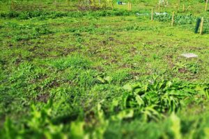 Kweekgras bestrijden (zonder gif): do's & don'ts - Gardeners World