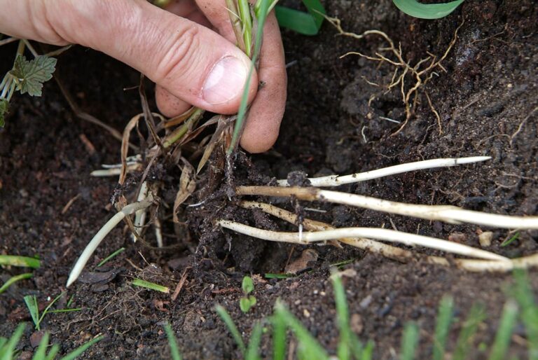 Kweekgras bestrijden (zonder gif): do's & don'ts - Gardeners World