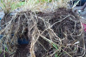 Kweekgras bestrijden (zonder gif): do's & don'ts - Gardeners World